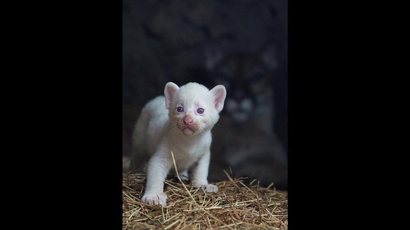 Intip Lucunya Puma Albino Pertama Lahir di Nikaragua - Foto 6