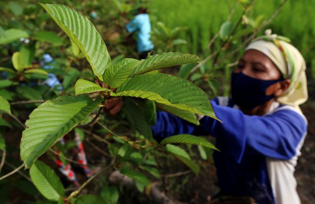 Tanaman 'Ajaib' Kratom Bisa Bikin RI Cuan Besar, Harganya Rp90 Juta/Kg