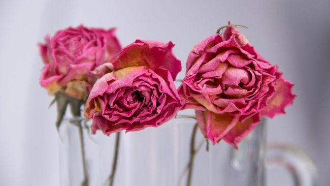 Cara Merawat Bunga Mawar yang Sudah Layu agar Kembali Segar