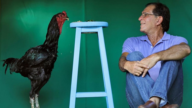 Penampakan Ayam Raksasa Setinggi 1,2 Meter di Brasil - Foto 3