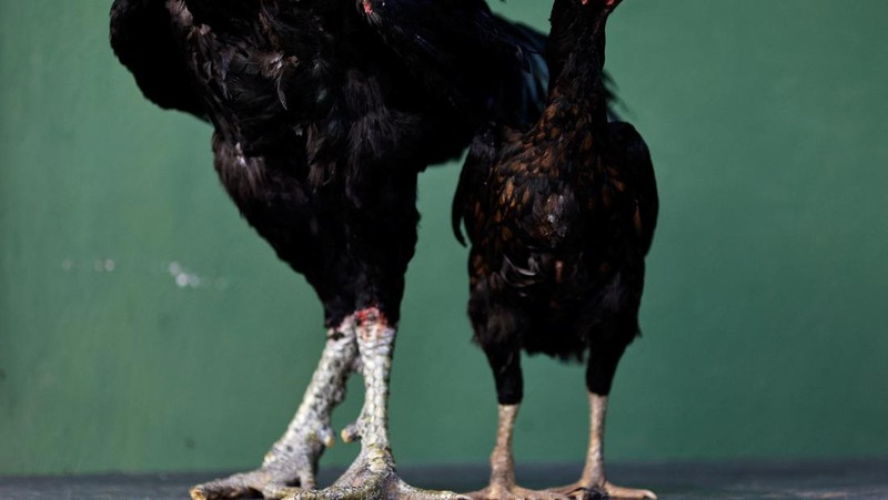 Penampakan Ayam Raksasa Setinggi 1,2 Meter di Brasil - Foto 3
