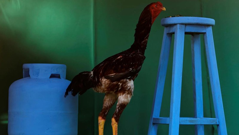 Penampakan Ayam Raksasa Setinggi 1,2 Meter di Brasil - Foto 3