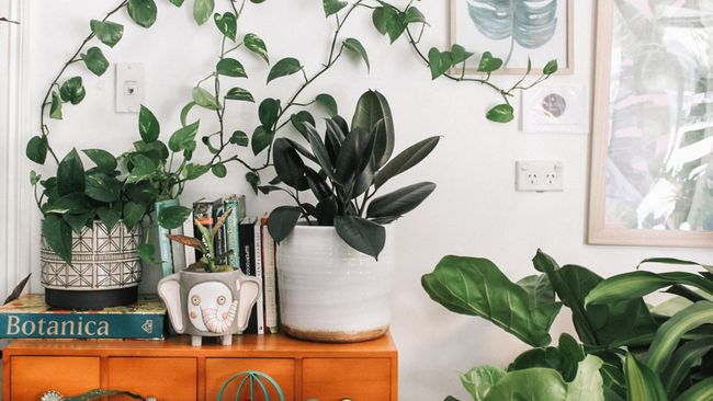 7 Jenis Tanaman Indoor Yang Bisa Memperbaiki Kualitas Udara Di Rumah