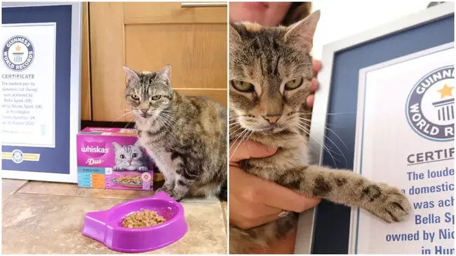 Gemas! Kucing Ini Cetak Rekor Dunia sebagai Kucing dengan Dengkuran ...