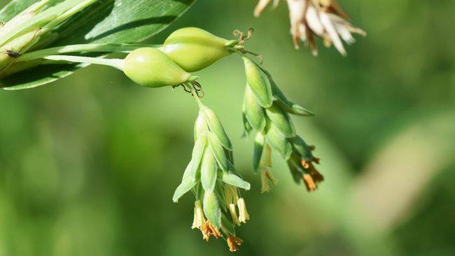 Mengenal Tanaman Hanjeli, Sumber Karbohidrat Pengganti Nasi