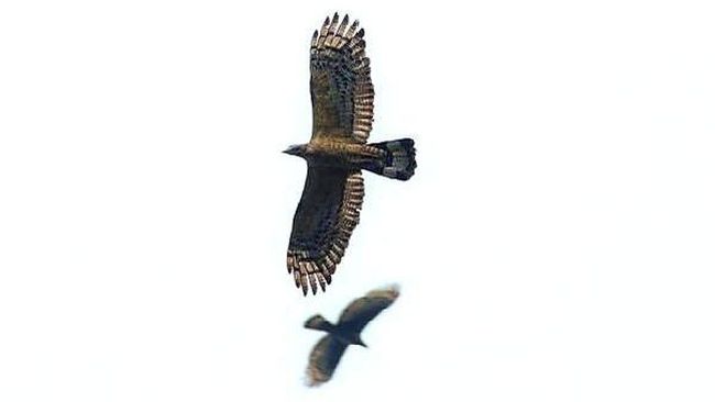 Ribuan Burung Ganas Rusia Migrasi ke Karawang, Ada Apa?