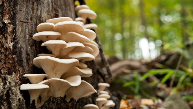 5 Jamur Paling Langka yang Pernah Ditemukan di Alam, Bunda Pernah ...