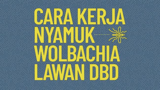 INFOGRAFIS: Cara Kerja Nyamuk Wolbachia Lawan DBD INFOGRAFIS: Cara Kerja Nyamuk Wolbachia Lawan DBD
