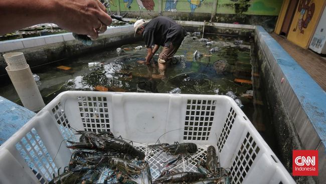 FOTO: Menangkap Peluang Cuan Budidaya Lobster Air Tawar