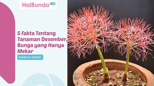 5 Fakta Tentang Tanaman Desember, Bunga yang Hanya Mekar Setahun Sekali