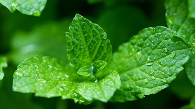 7 Jenis Tanaman Mint yang Cocok untuk Pekarangan Rumah