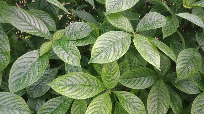 Mengenal Daun Pecah Beling yang Ternyata Bermanfaat untuk Batu Ginjal ...