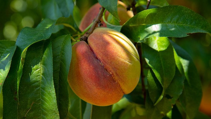 Simak 5 Manfaat Buah Peach Untuk Kecantikan Baik Untuk Cegah Penuaan