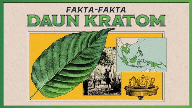 Infografis: Fakta-fakta Daun Kratom