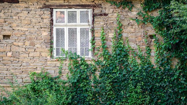 10 Tanaman Hias Merambat yang Mudah Tumbuh, Bikin Rumah Aesthetic