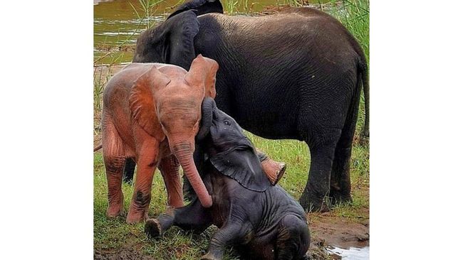 Bukan Bona, Simak Tingkah Menggemaskan Gajah Kecil Pink di Afsel