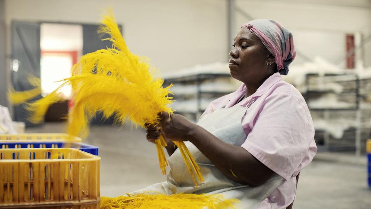 FOTO: 'Ibu Kota' Burung Unta, Ubah Bulu Unta Jadi Cuan
