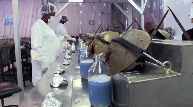 Viral Kepiting Purba yang Berdarah Biru, Ternyata Kaya Manfaat