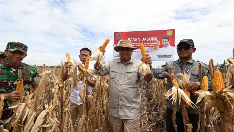 Diam-diam, Anak Buah Prabowo Panen Jagung di Food Estate Kalimantan