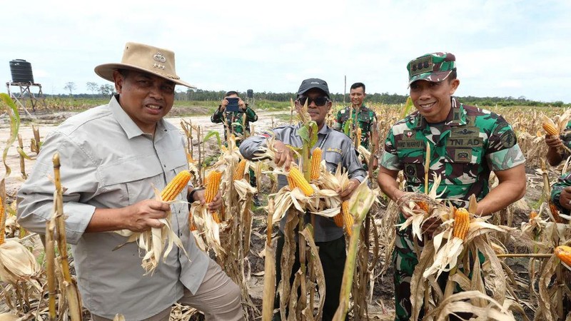 Diam-diam, Anak Buah Prabowo Panen Jagung di Food Estate Kalimantan