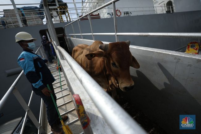 Sapi Impor Australia Gak Bisa Disembelih Buat Idul Adha, Ini Alasannya
