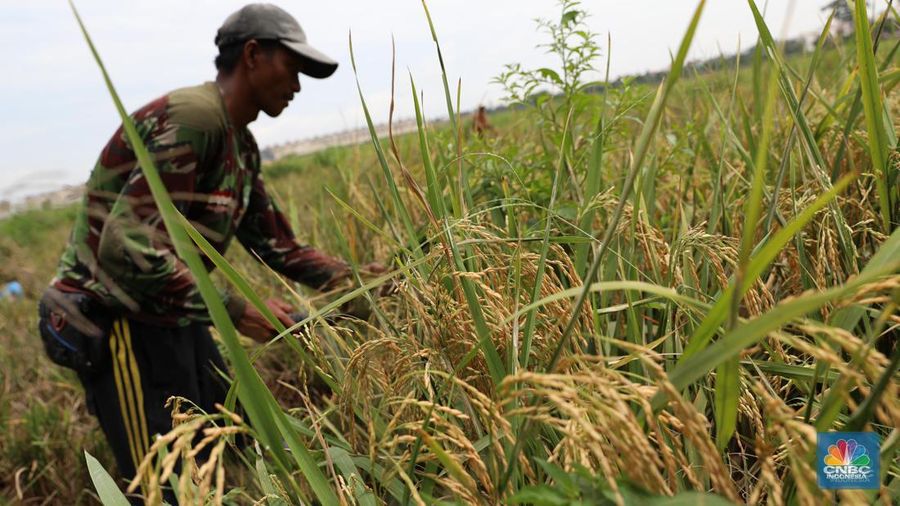 Kabar Baik! Pemerintah Naikkan Harga Beli Gabah Petani Rp 500/Kg
