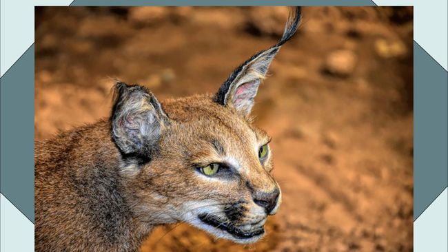 Mengenal Kucing Caracal, si Pemburu Tangguh