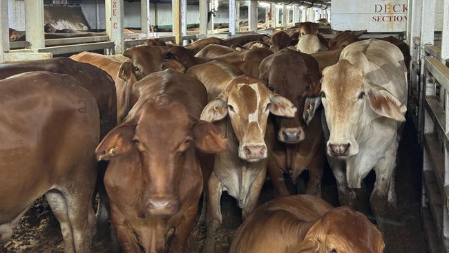 2.583 Sapi Australia Tiba di Priok, Siap Dipotong Jelang Lebaran