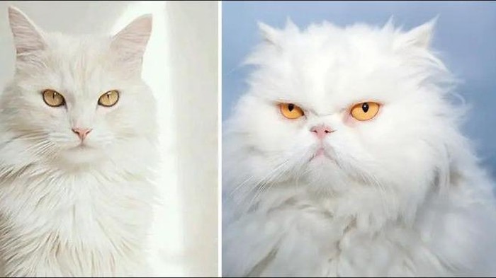 Ini Perbedaan Kucing Persia dan Anggora, dari Fisik hingga Kesehatannya! Kamu Punya yang Mana?