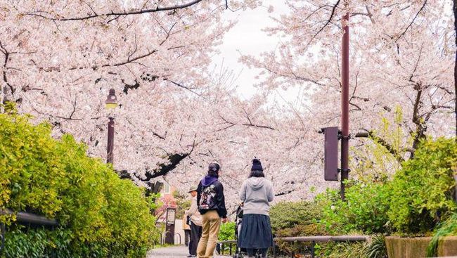 5 Etiket dalam Mengikuti Tradisi Hanami, Menikmati Keindahan Bunga Sakura di Jepang