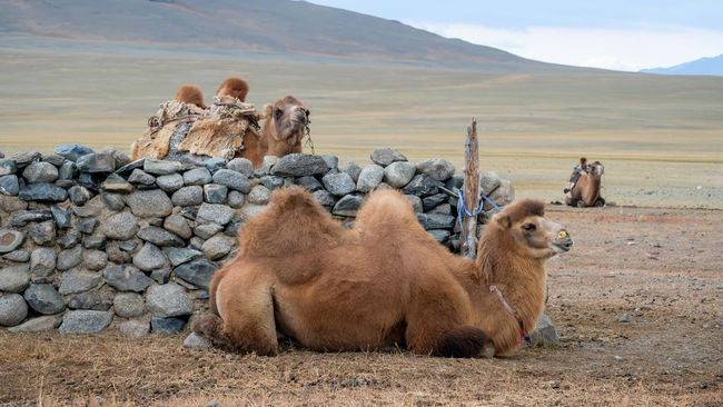Susu Unta Disebut Dapat Jadi Sumber Pangan Penting di Dunia