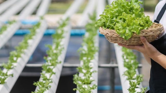 13 Tanaman Sayuran dengan Sistem Hidroponik, Cepat Panen dan Tumbuh Bun!