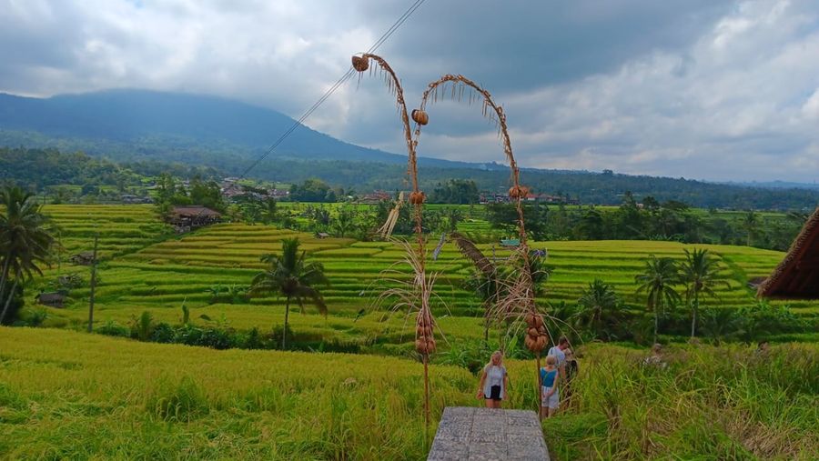 Pesona Subak Jatiluwih yang Sarat Nilai Budaya Leluhur