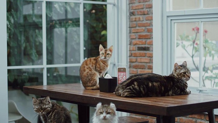 5 Rekomendasi Kafe Kucing di Jabodetabek, Cocok untuk Cat Lovers Nongkrong di Akhir Pekan!
