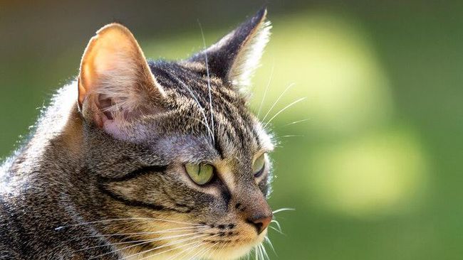 Sederet Jenis Bau yang Dibenci Kucing, Cat Lovers Catat!