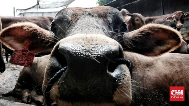 Sapi Kurban Lepas di Sleman, Seruduk dan Tendang Dua Bocah