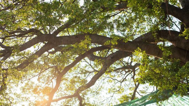 9 Pohon Peneduh yang Akarnya Tidak Merusak Pondasi Rumah