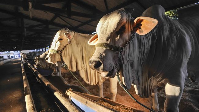 Indonesia Bakal Impor 1 Juta Sapi Perah Buat Makan Bergizi Gratis