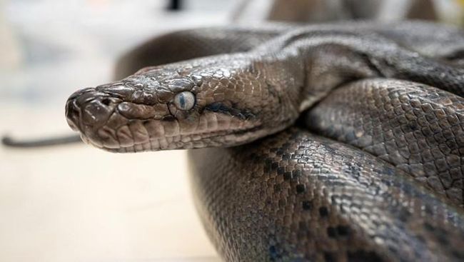 Laris Manis! Ular RI Melata Sampai China, Tahun 2024 Laku US$2,7 Juta