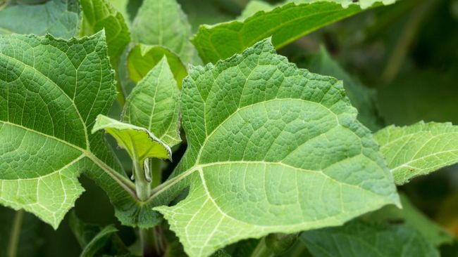Mengenal Daun Insulin, Tanaman Yang Dipercaya Ampuh Mengatasi Diabetes