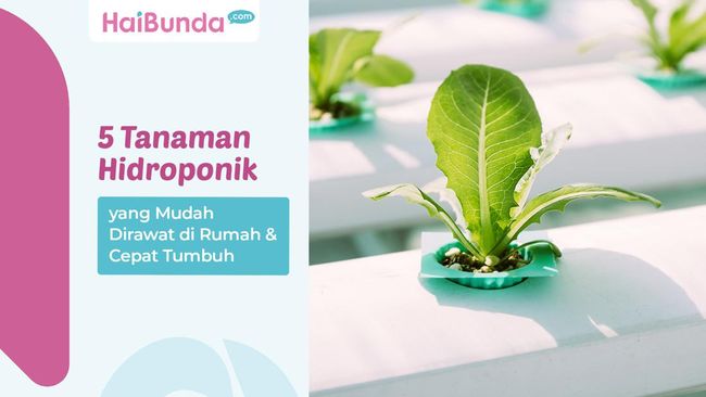 5 Tanaman Hidroponik yang Mudah Dirawat di Rumah & Cepat Tumbuh