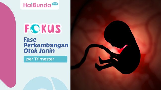 Fase Perkembangan Otak Janin per Trimester