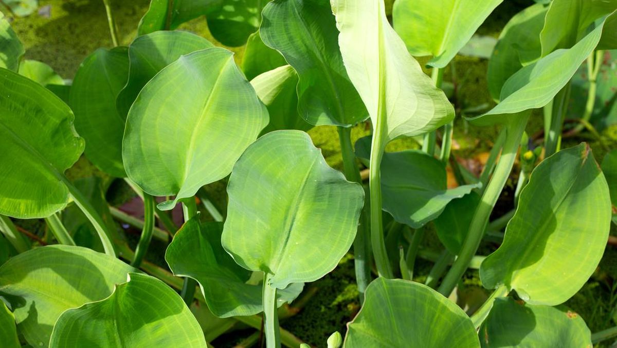 Lirik Lagu Genjer-genjer dan Sejarah di Baliknya