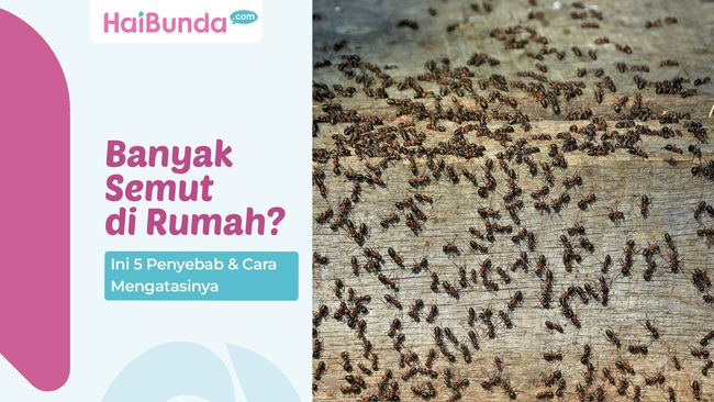 Banyak Semut di Rumah? Ini 5 Penyebab & Cara Mengatasinya