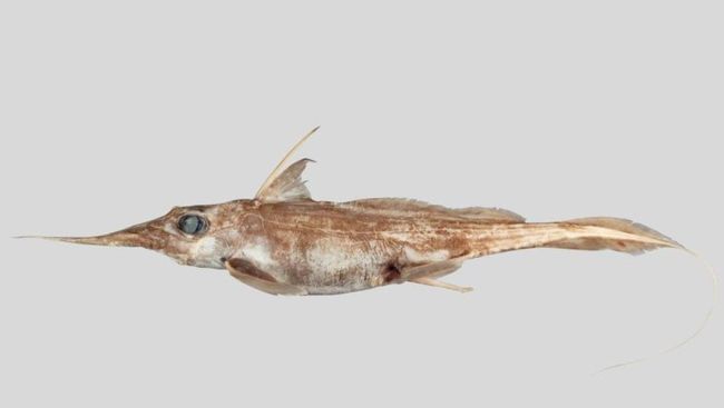 Ikan Setan Ditemukan di Wilayah Dekat RI, Ilmuwan Langsung Ingat Nenek