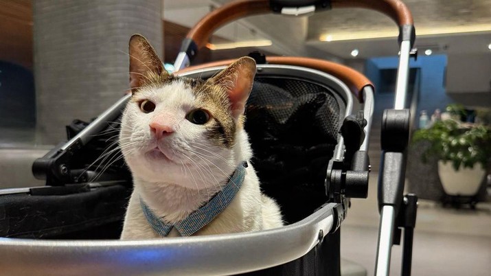 Bobby Kucing Prabowo Pindah Istana Negara, Netizen Ramai Komen Ini