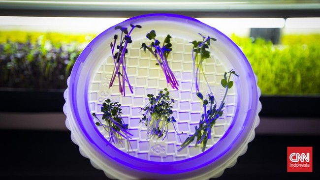 FOTO: Budidaya Sayur Mini Microgreen dalam Ruang