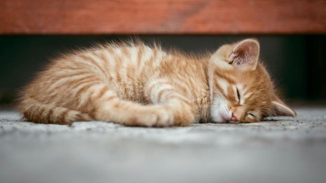 Ini 3 Negara yang Punya Tradisi Makan Daging Kucing