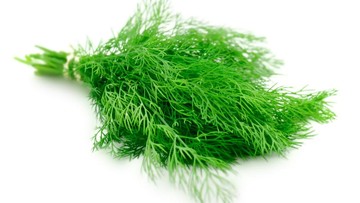 7 Manfaat Daun Adas yang Jarang Diketahui | Indonesia Bangkit