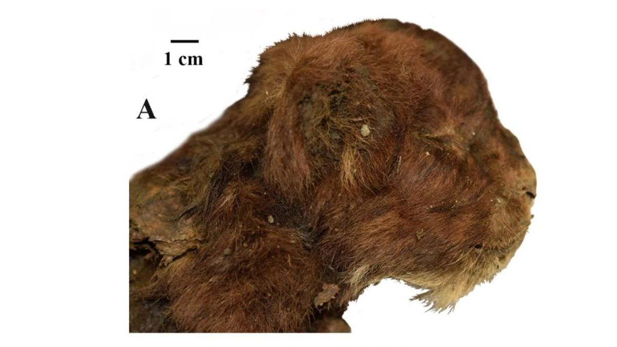 Penemuan Mumi Kucing Purba Siberia, Tubuhnya Masih Utuh